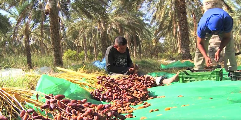 En vidéo : Début de la saison de cueillette des dattes au sud de la Tunisie
